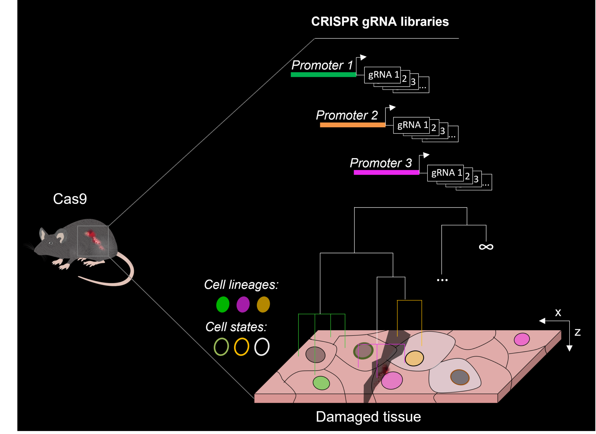 Products - Woappi Laboratory at Columbia University